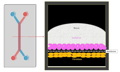 Human Cervix Modeled in Microfluidic Organ Chip Fills Key Women's ...